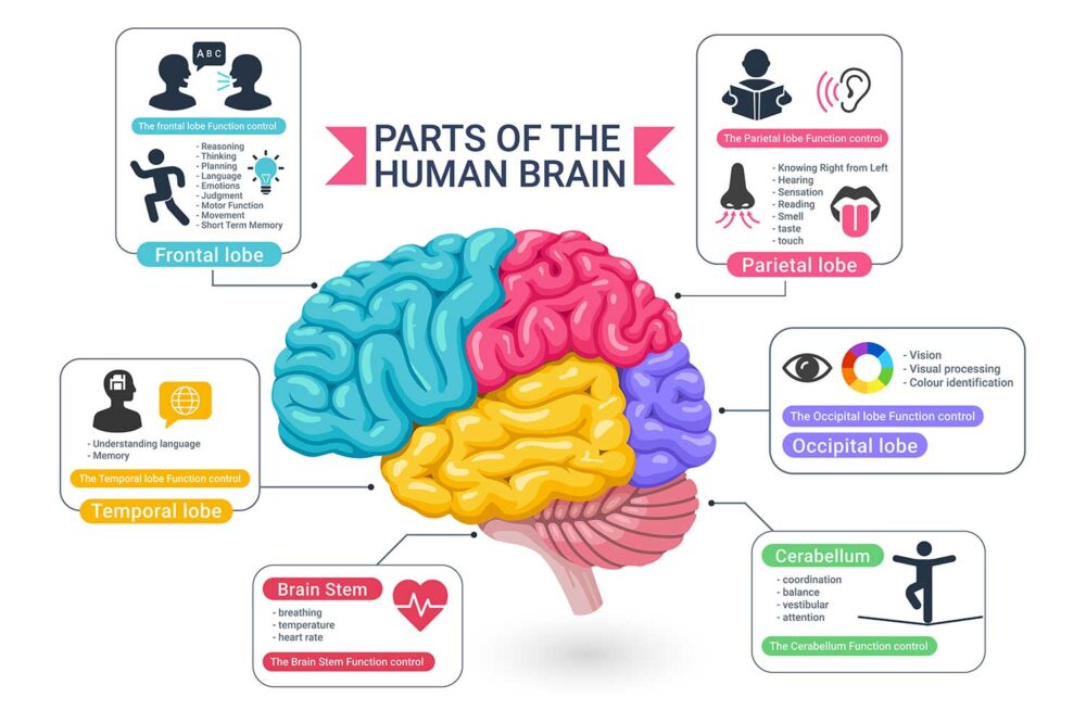 Traumatic Brain Injuries (Neuro-rehabilitation) – Personal Best Therapy